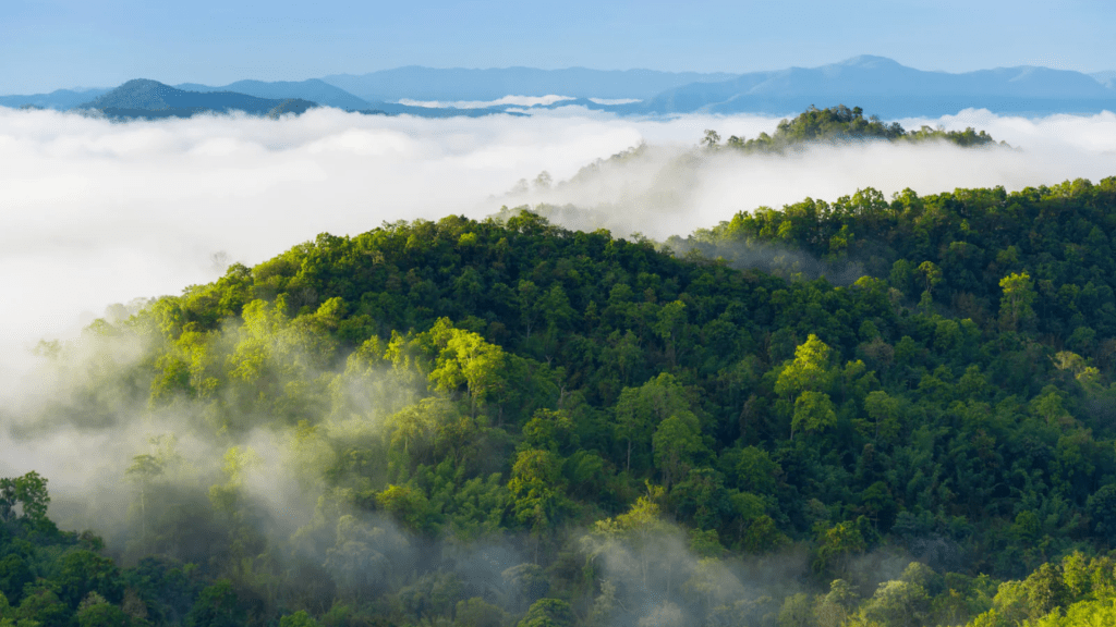 Bali Reptiles and Amphibian Animals of Tegallalang | Hideout